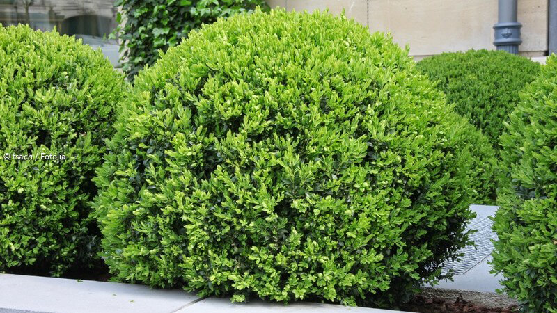 ᐅ Hecken - Arten, Pflanzung und Tipps zur Pflege