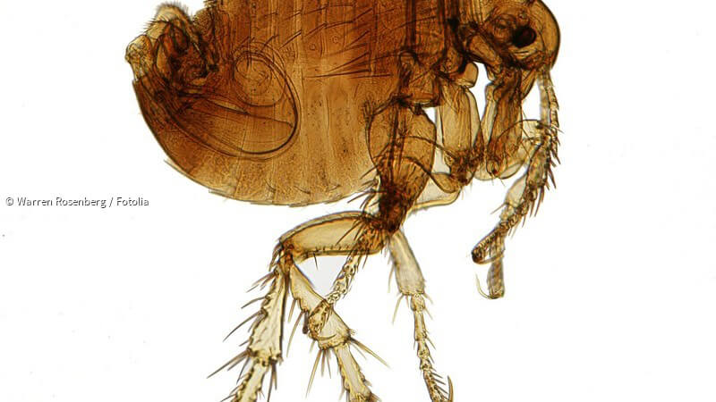ᐅ Flohbisse - Bisse oder Stiche von Flöhen
