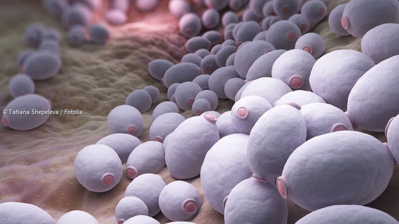 ᐅ Hefen (Sprosspilze)