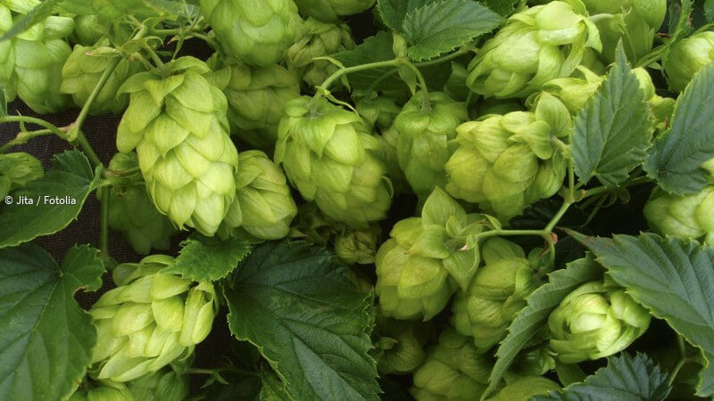 ᐅ Hopfen in der Natur, Heilkunde, Küche und im Haushalt