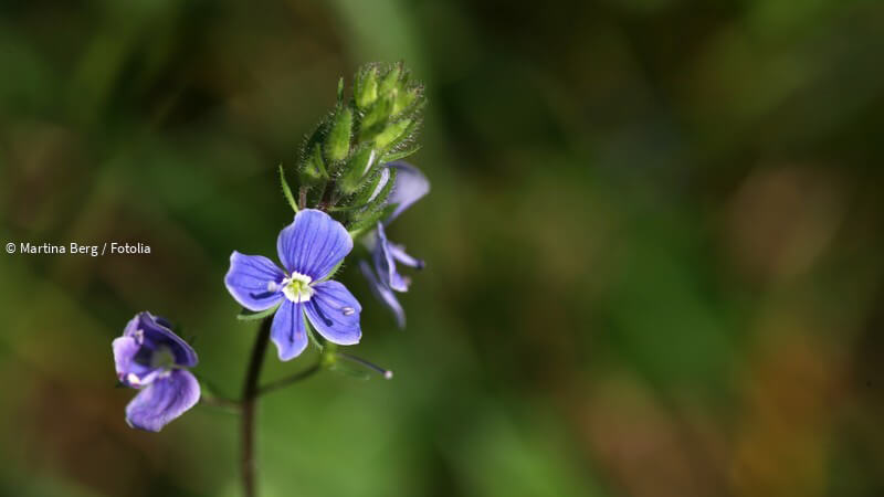 ᐅ Ehrenpreis in der Natur und Heilkunde