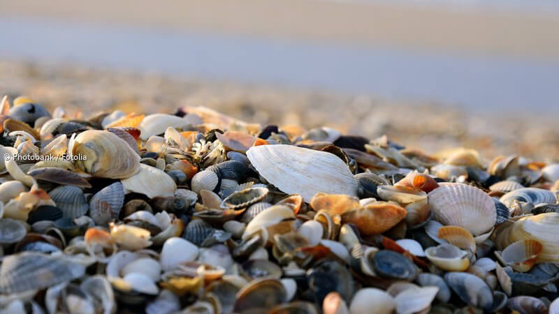 ᐅ Die Klasse der Weichtiere