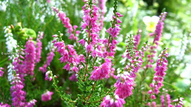 ᐅ Heidekraut in der Natur und Heilkunde