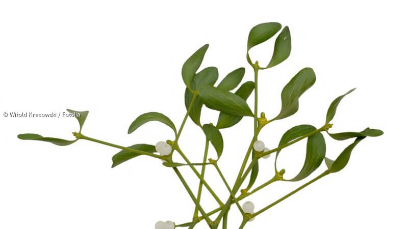 ᐅ Die Mistel in der Natur und Heilkunde