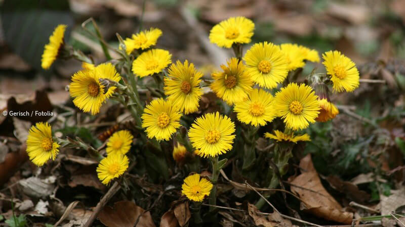 ᐅ Huflattich in der Natur und Heilkunde