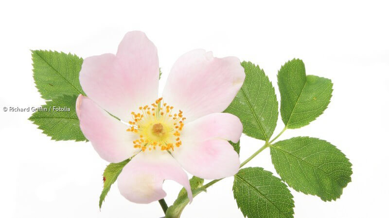 ᐅ Hagebutte in der Natur, Heilkunde und Küche