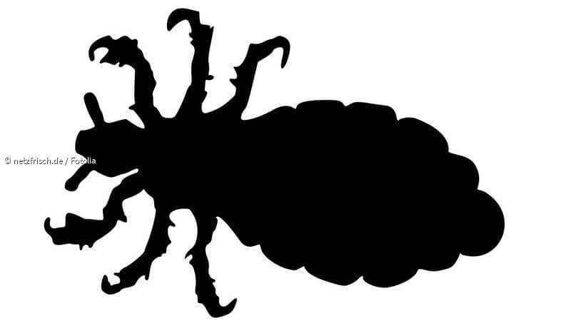 ᐅ Lausbefall - Ursachen, Symptome und Behandlung