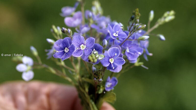 ᐅ Alkanna in der Natur und Heilkunde