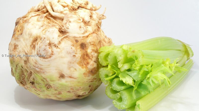 ᐅ Sellerie in der Natur, Heilkunde und Küche