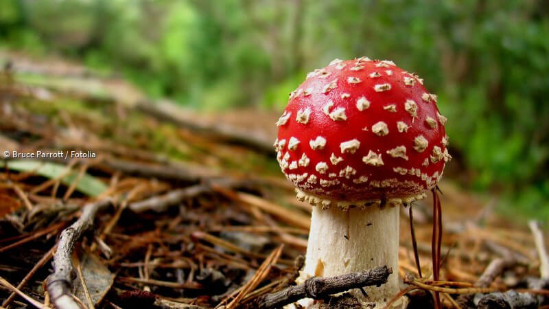 ᐅ Vergiftungen - Ursachen, Symptome, Behandlung und Hinweise zum Giftnotruf