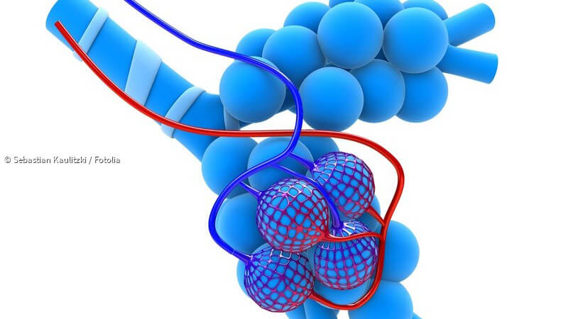 ᐅ Atemwege - Sorgen für die lebenswichtige Verbindung zwischen Lunge ...