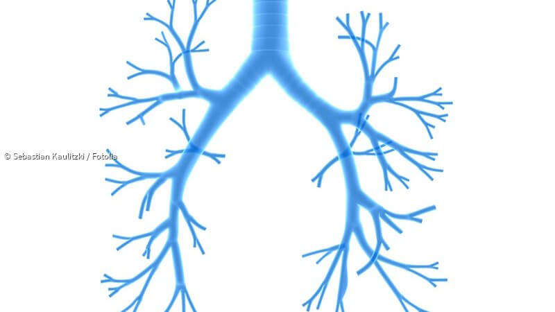ᐅ Bronchien - Dienen als Leitsystem für die Atemluft