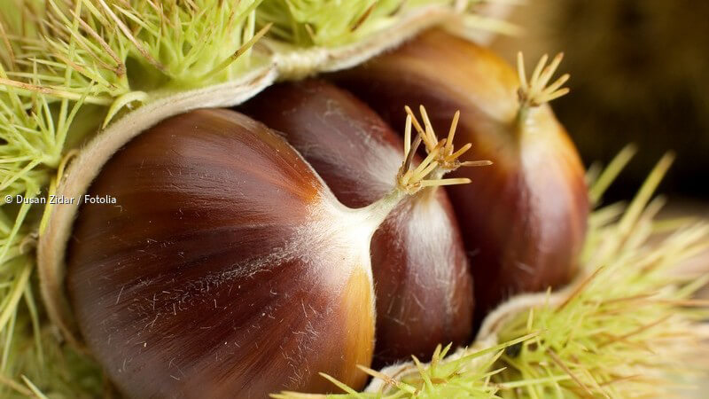 ᐅ Allgemeines über Maronen - Merkmale, Gesundheitswert und ...