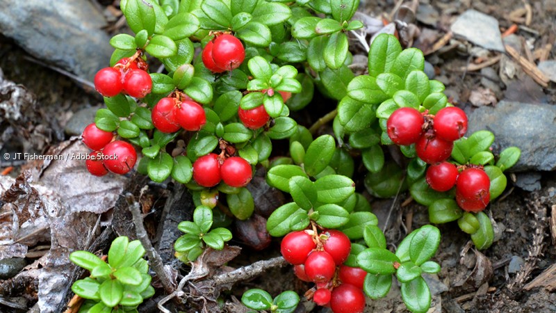 ᐅ Allgemeines zur Preiselbeere - Merkmale, Gesundheitswert und ...